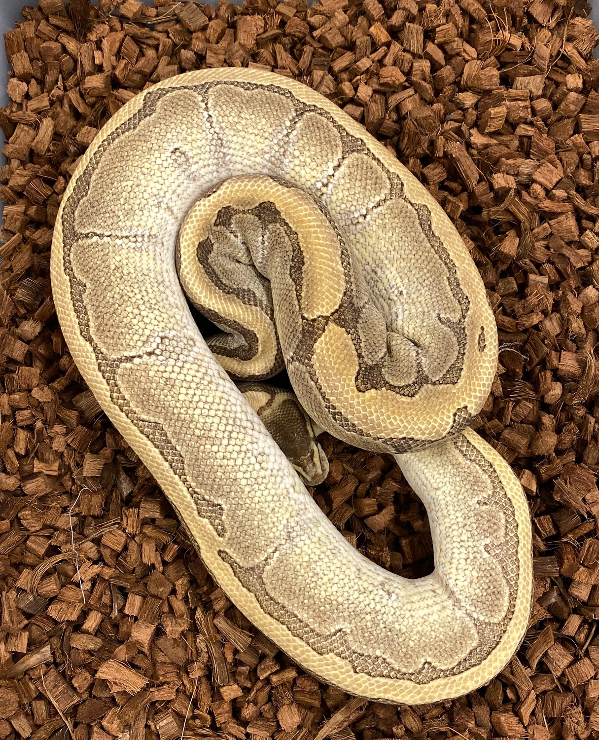 Butter Pinstripe Ball Python by Medusa's Morphs - MorphMarket
