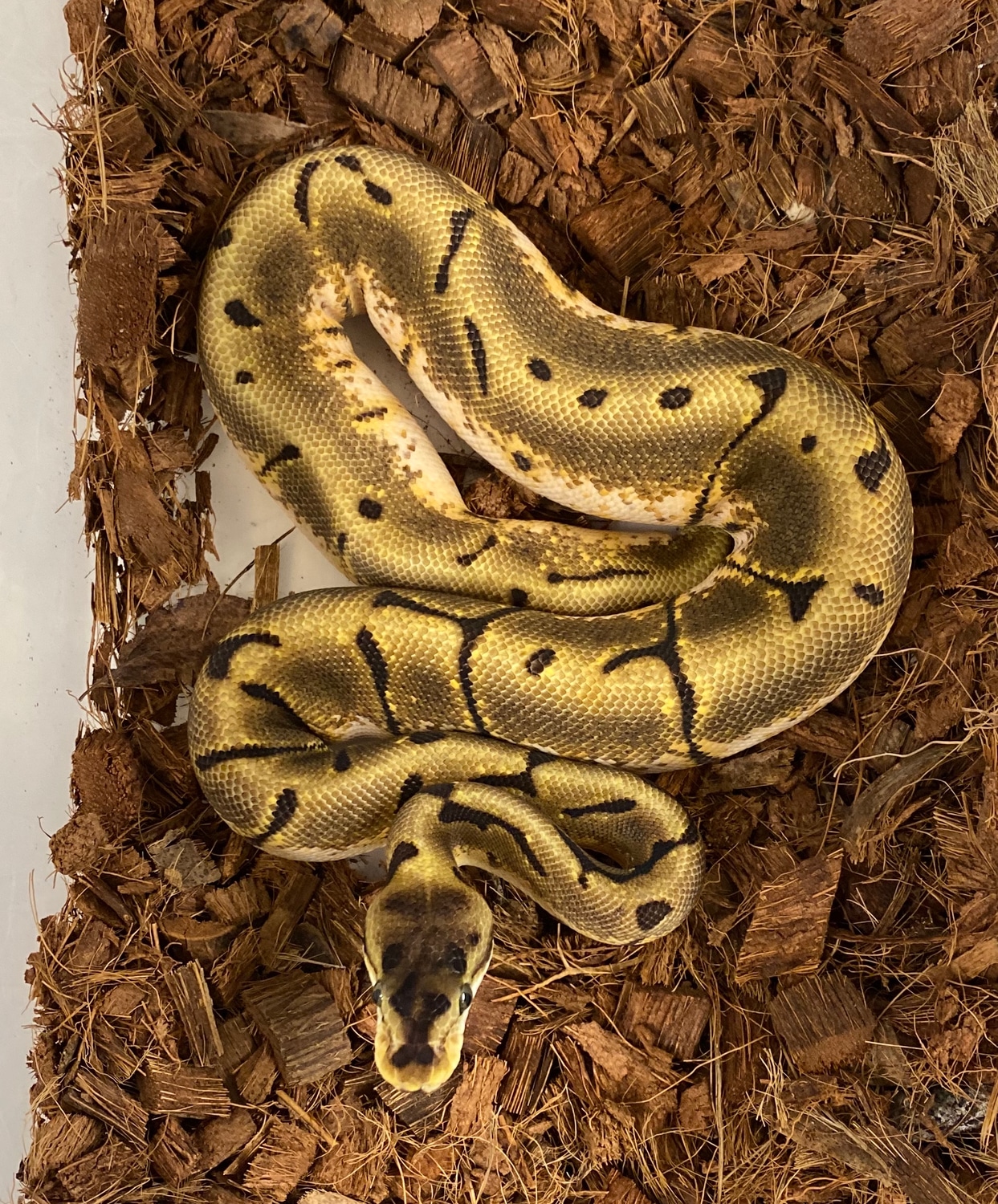 Super Enchi Spider Ball Python by Medusa's Morphs - MorphMarket