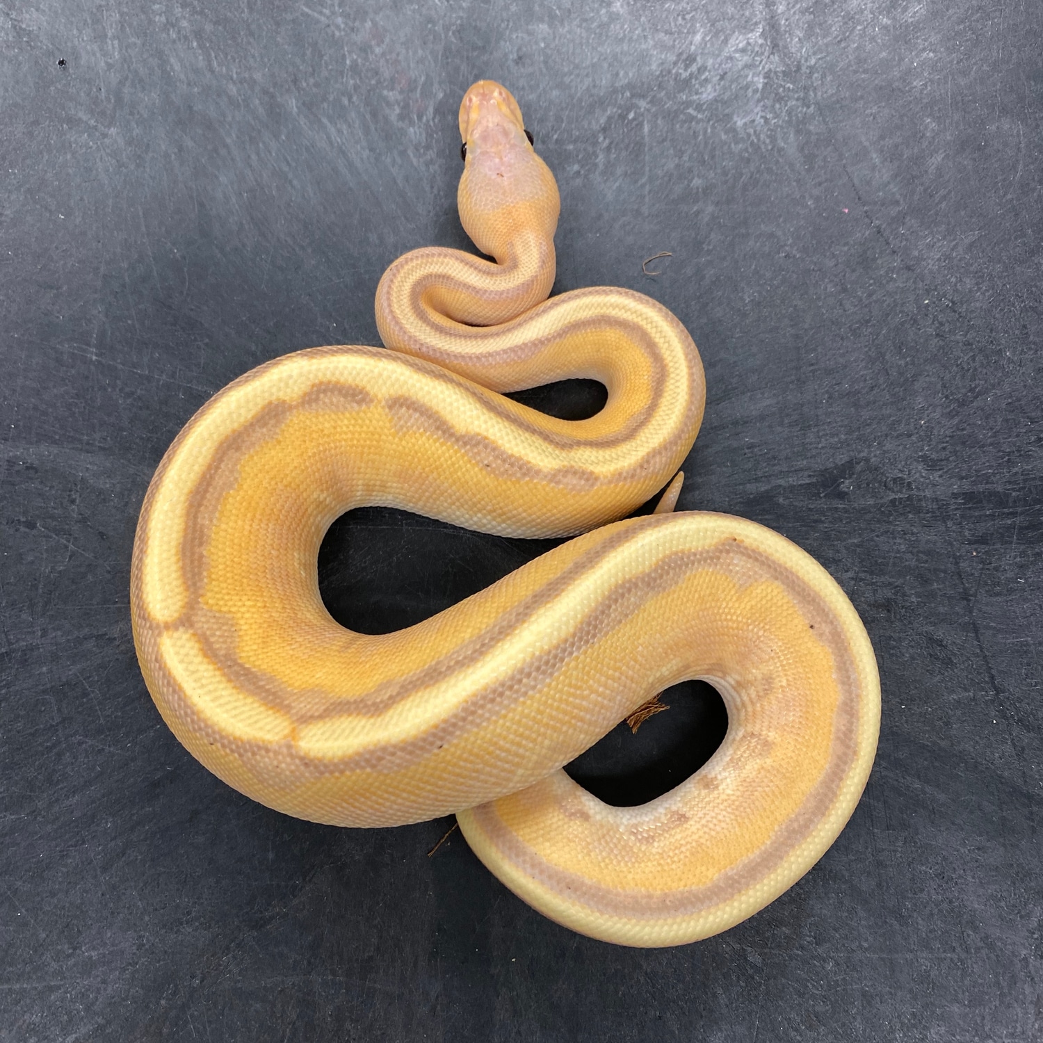 Banana Genetic Stripe Ball Python by Medusa's Morphs - MorphMarket