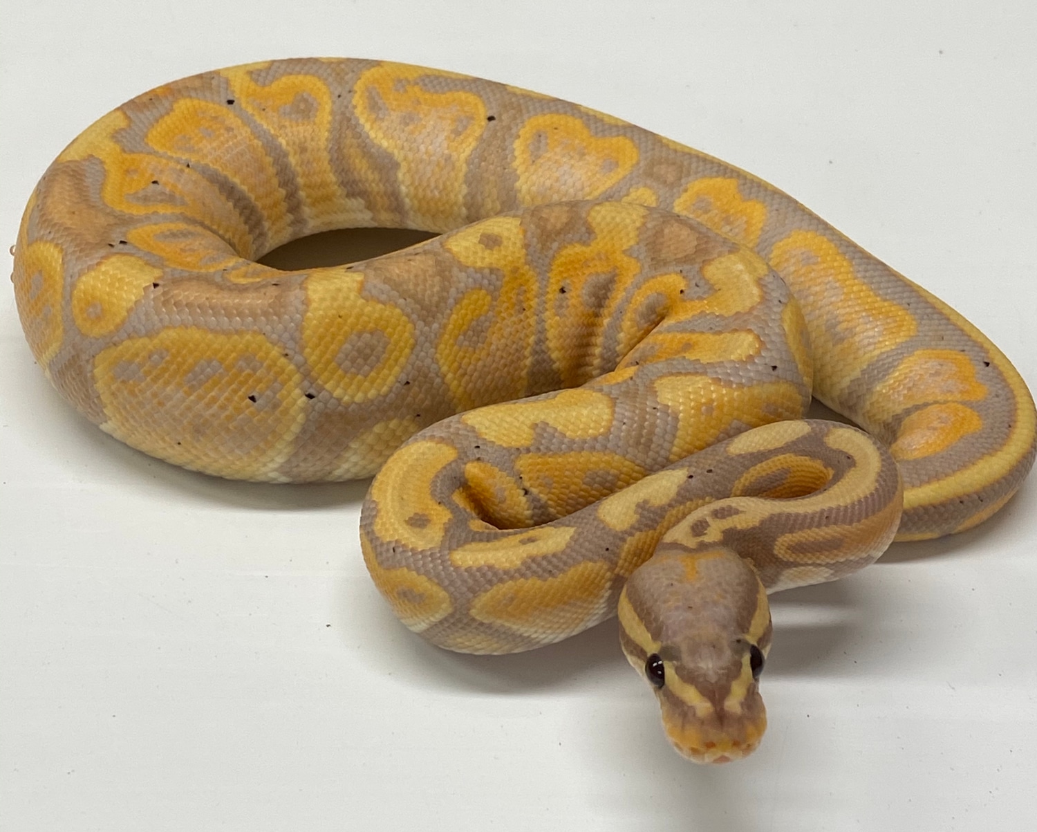 Super Banana Ball Python by Medusa's Morphs - MorphMarket
