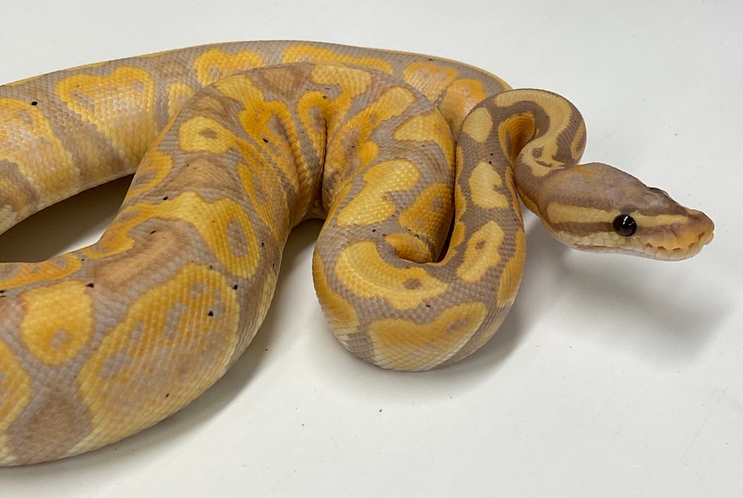 Super Banana Ball Python by Medusa's Morphs - MorphMarket
