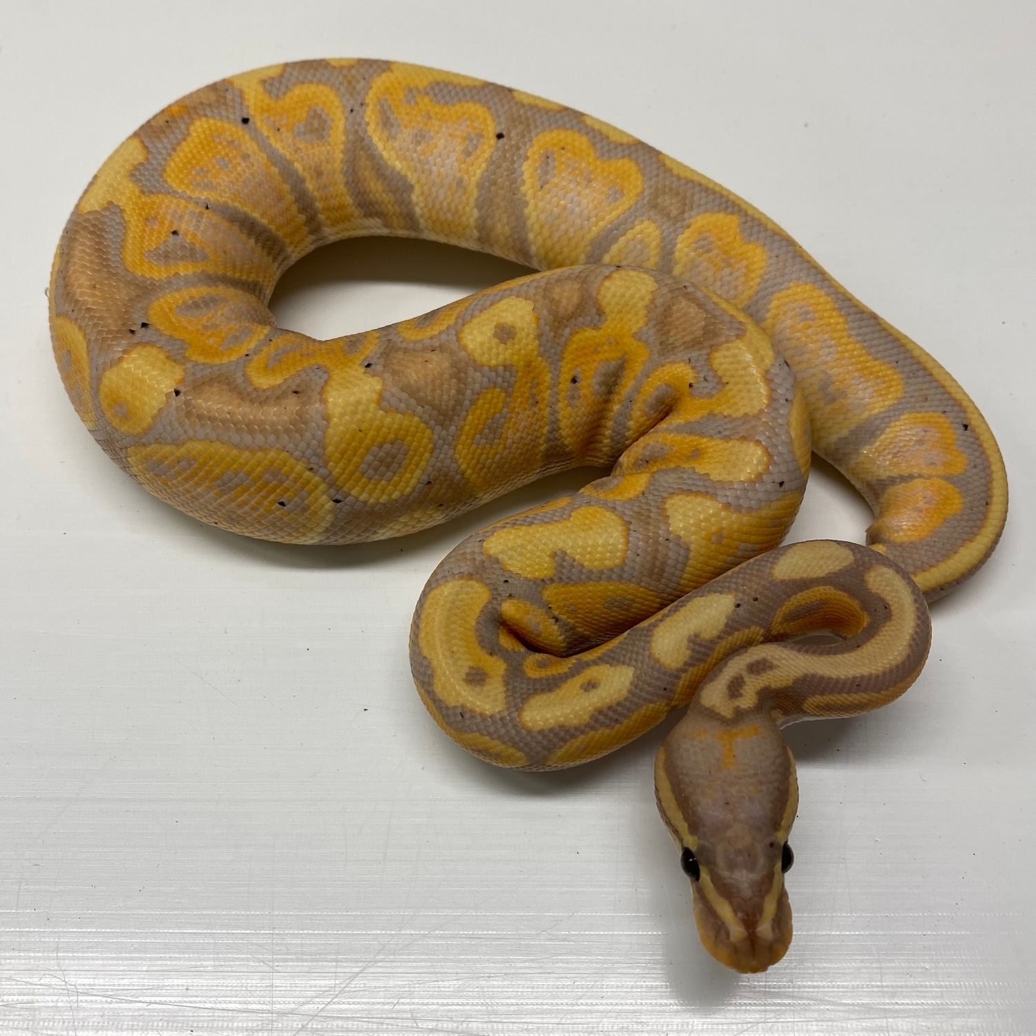 Super Banana Ball Python by Medusa's Morphs - MorphMarket