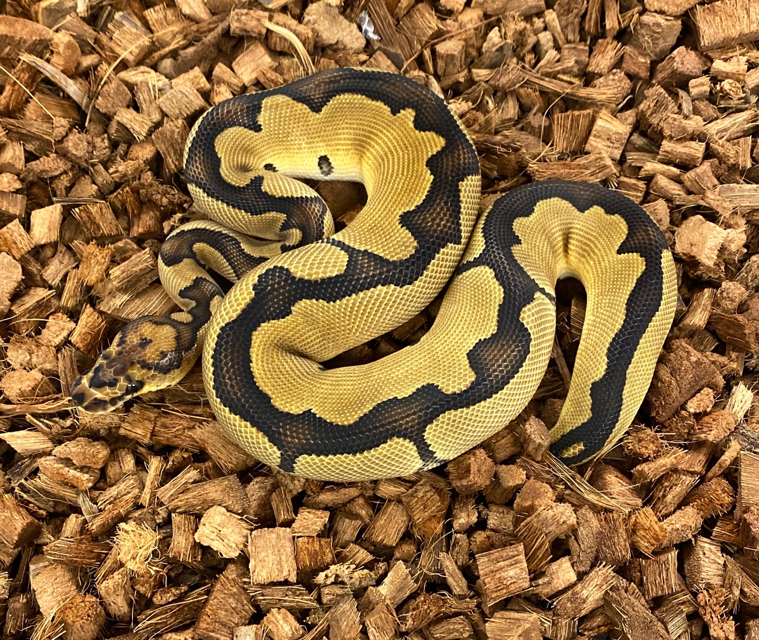 Clown Blade Ball Python by Medusa's Morphs - MorphMarket