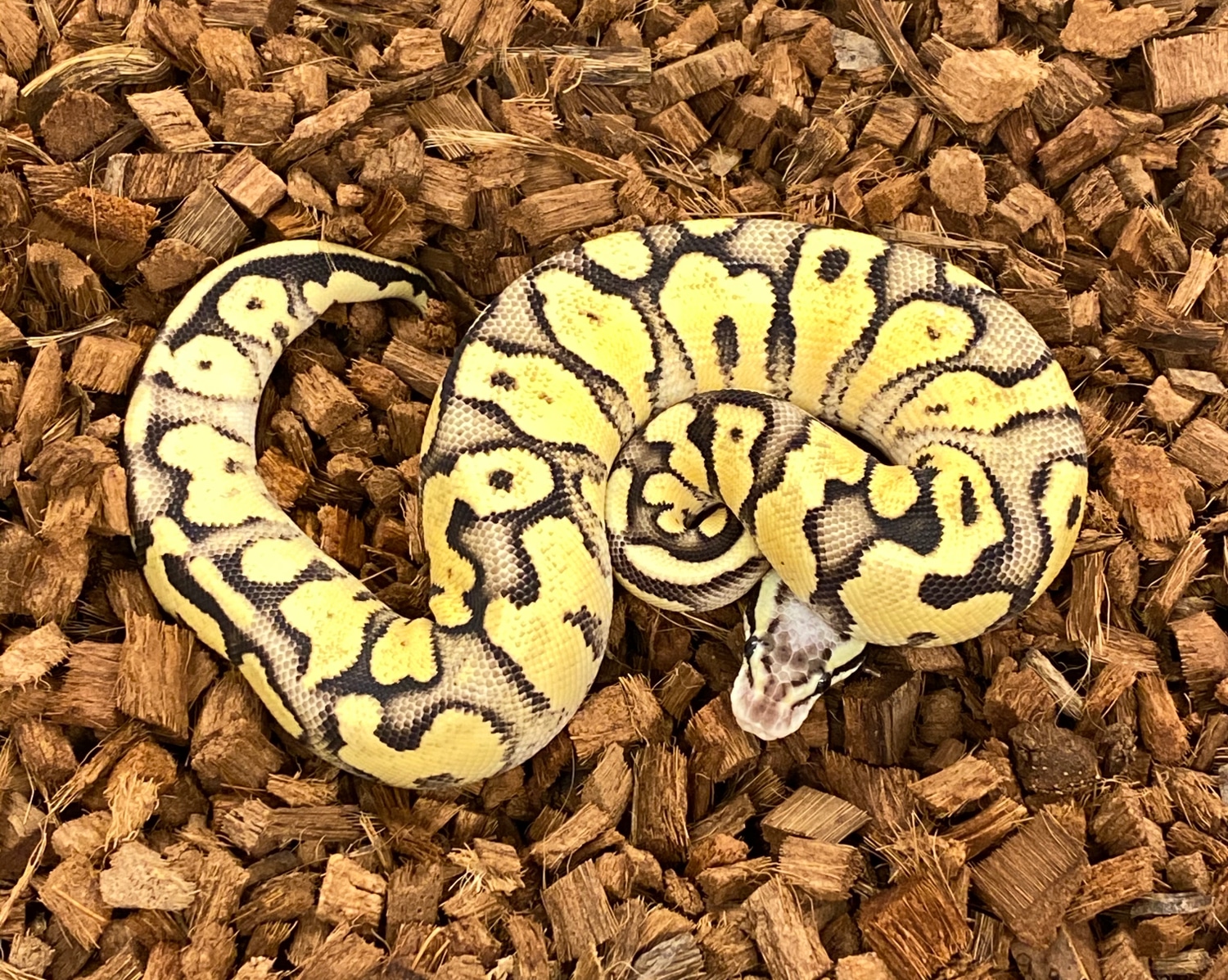 Lucifer Pastel Ball Python by Medusa's Morphs - MorphMarket