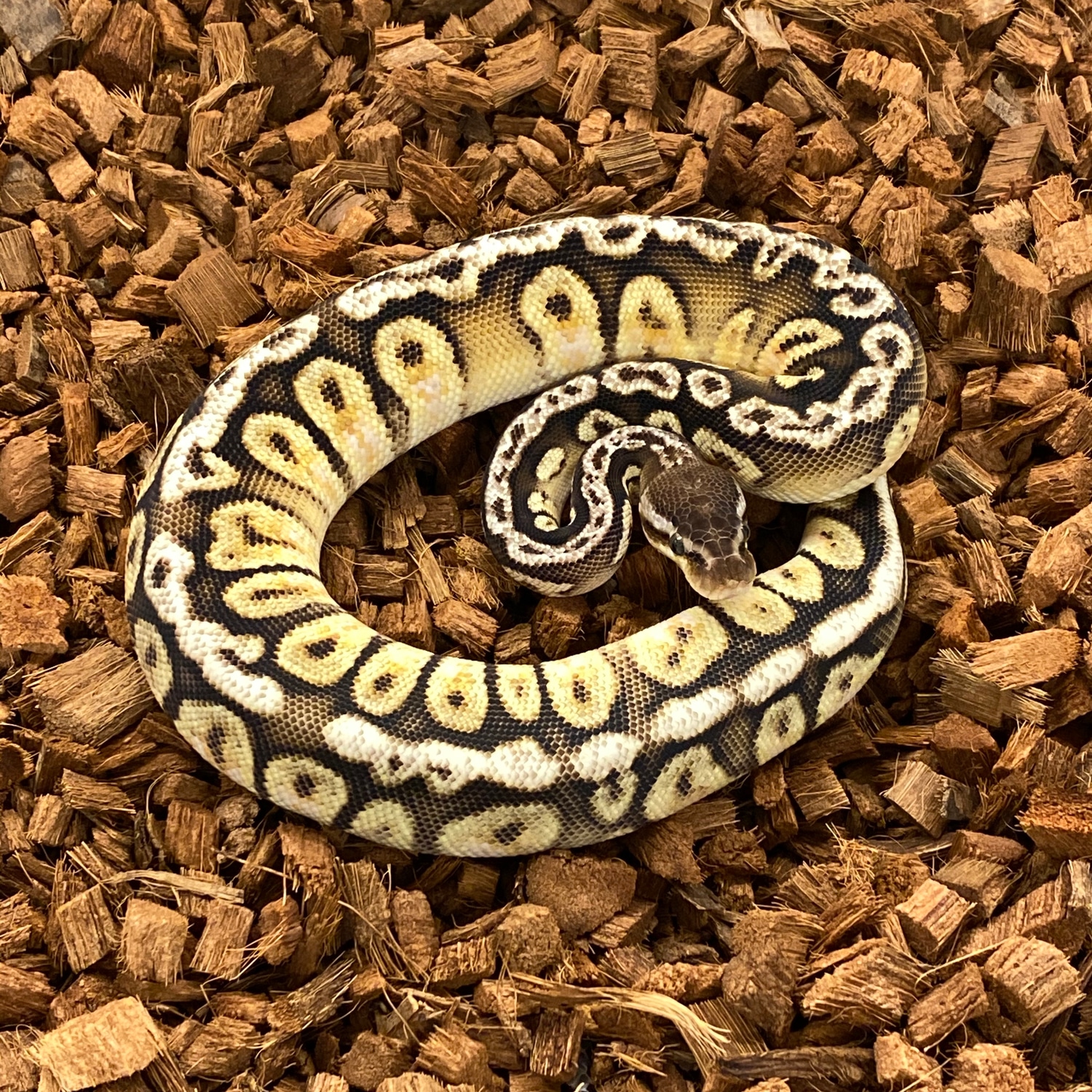 Cypress Lucifer Pastel GHGW Ball Python by Medusa's Morphs - MorphMarket