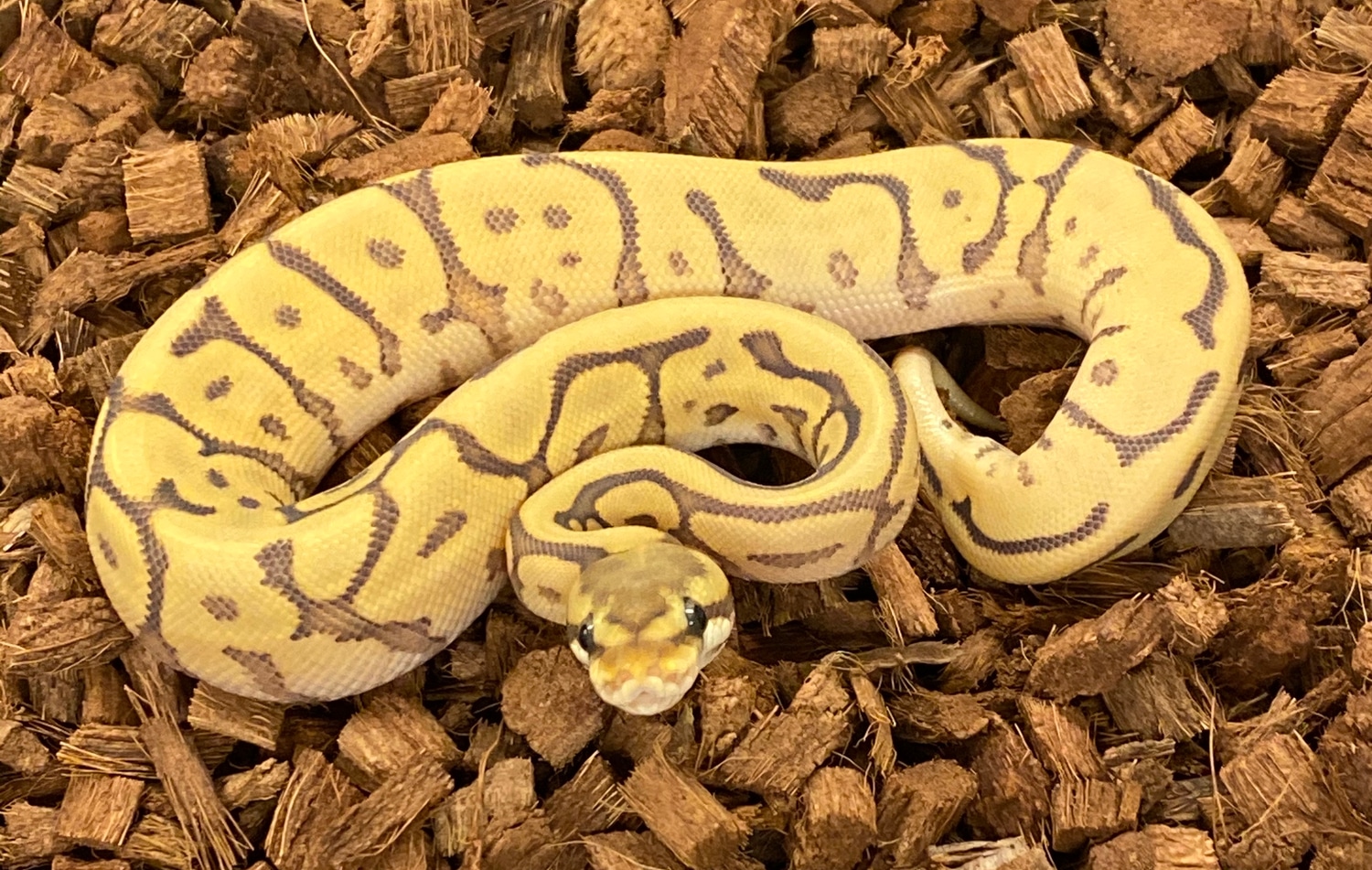 Leopard Hypo Spider Ball Python by Medusa's Morphs - MorphMarket