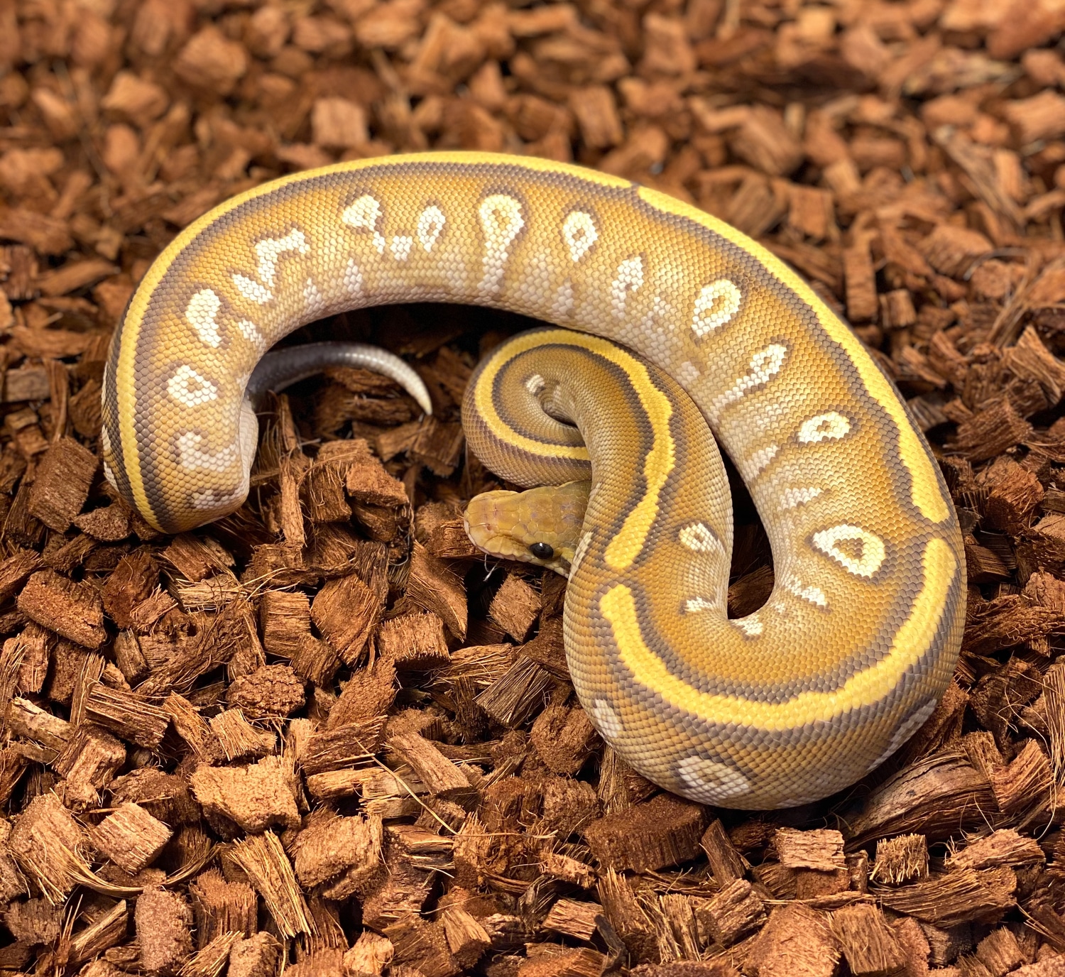 Cypress Mojave Ghost Ball Python by Medusa's Morphs - MorphMarket
