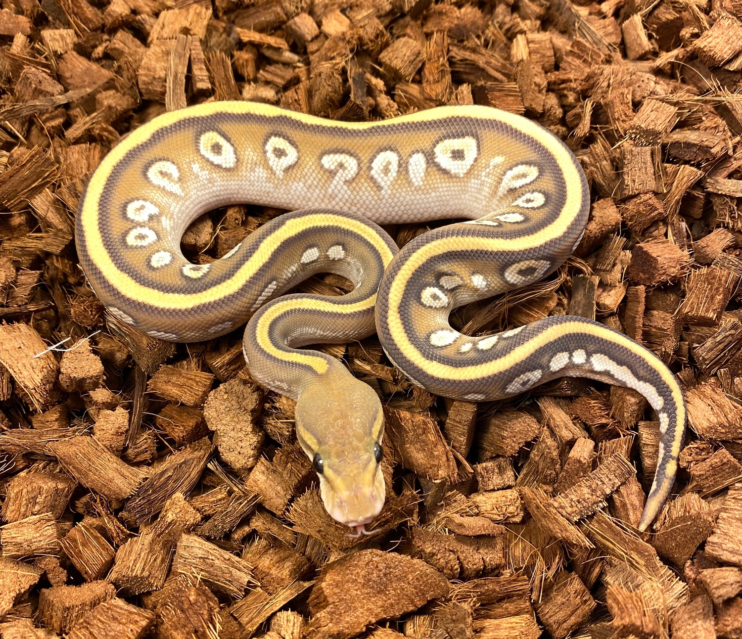Cypress Mojave Hypo Ball Python by Medusa's Morphs - MorphMarket