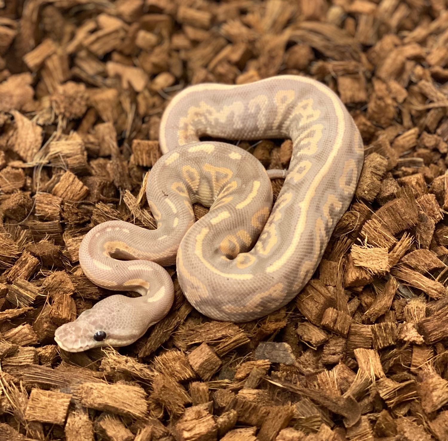 Banana Cinnamon Phantom Ball Python by Medusa's Morphs - MorphMarket