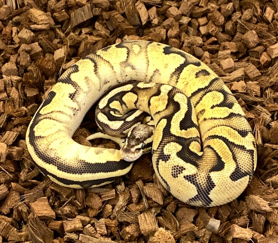 Lucifer Pastel YellowBelly Ball Python by Medusa's Morphs