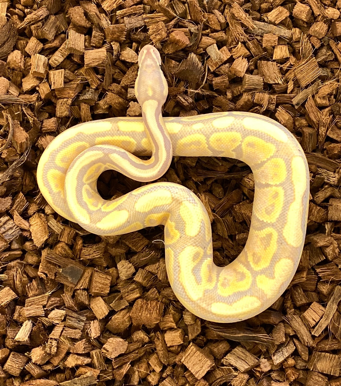 Banana Hypo Specter Ball Python by Medusa's Morphs - MorphMarket