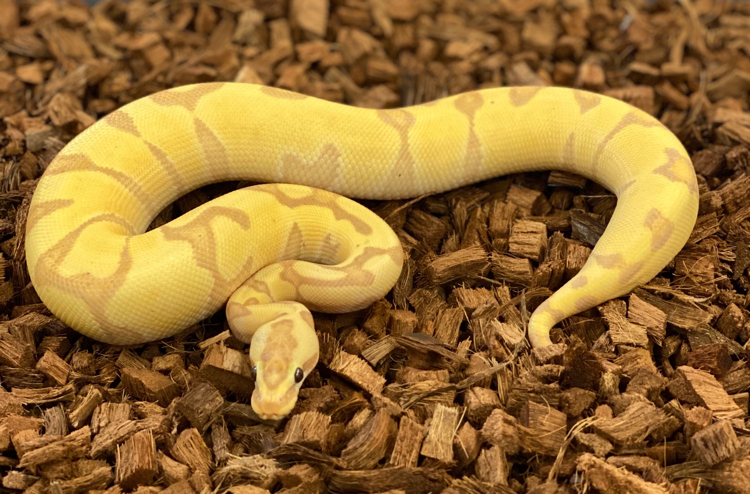 Banana Super Enchi 100% Het Hypo Ball Python by Medusa's Morphs ...