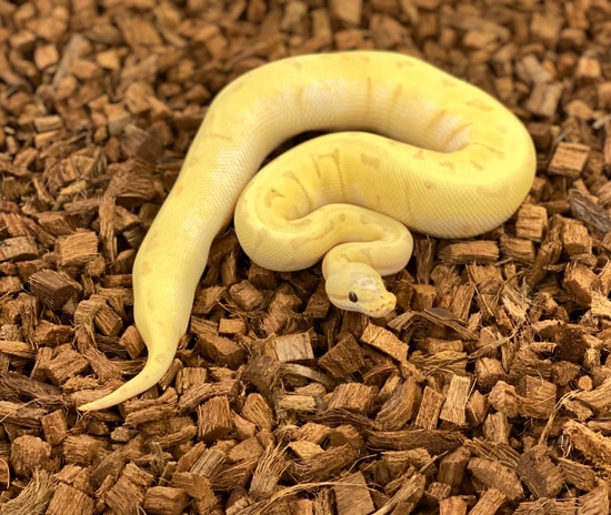 Banana Super Enchi Blast Ball Python by Medusa's Morphs