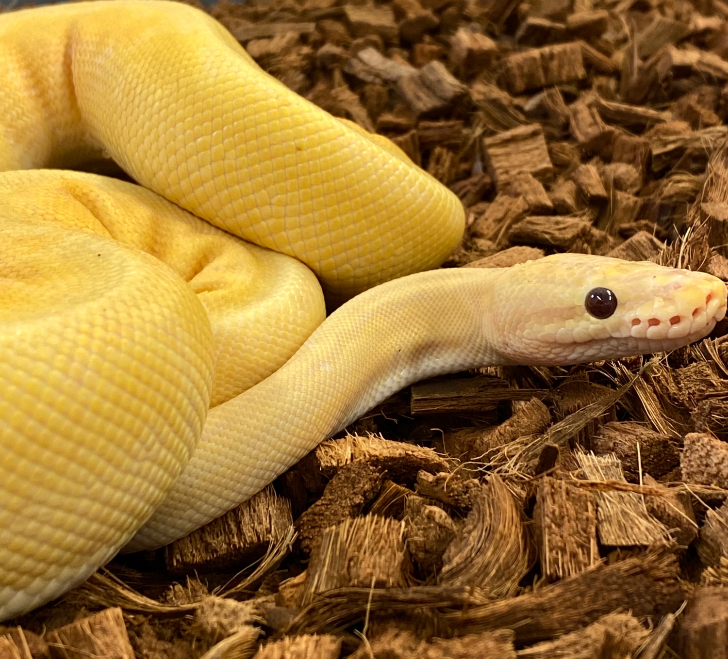 Super Banana Enchi Pinstripe Ball Python by Medusa's Morphs - MorphMarket