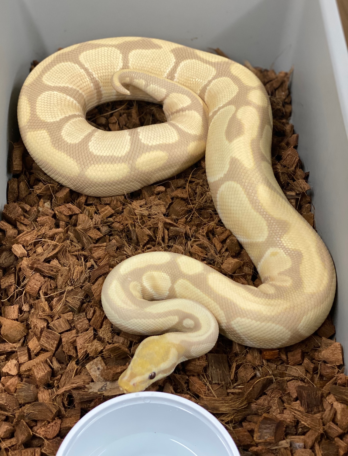 Candino Ball Python by Medusa's Morphs - MorphMarket