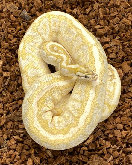 Powerball Crystal (Proven Breeder) Ball Python by Medusa's Morphs