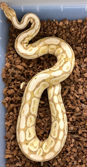 Banana Het Hypo Specter Ball Python by Medusa's Morphs
