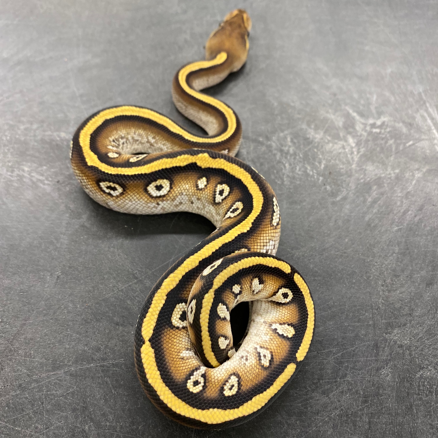 Cypress Mojave Pastel 100% Het Hypo Ball Python by Medusa's Morphs ...