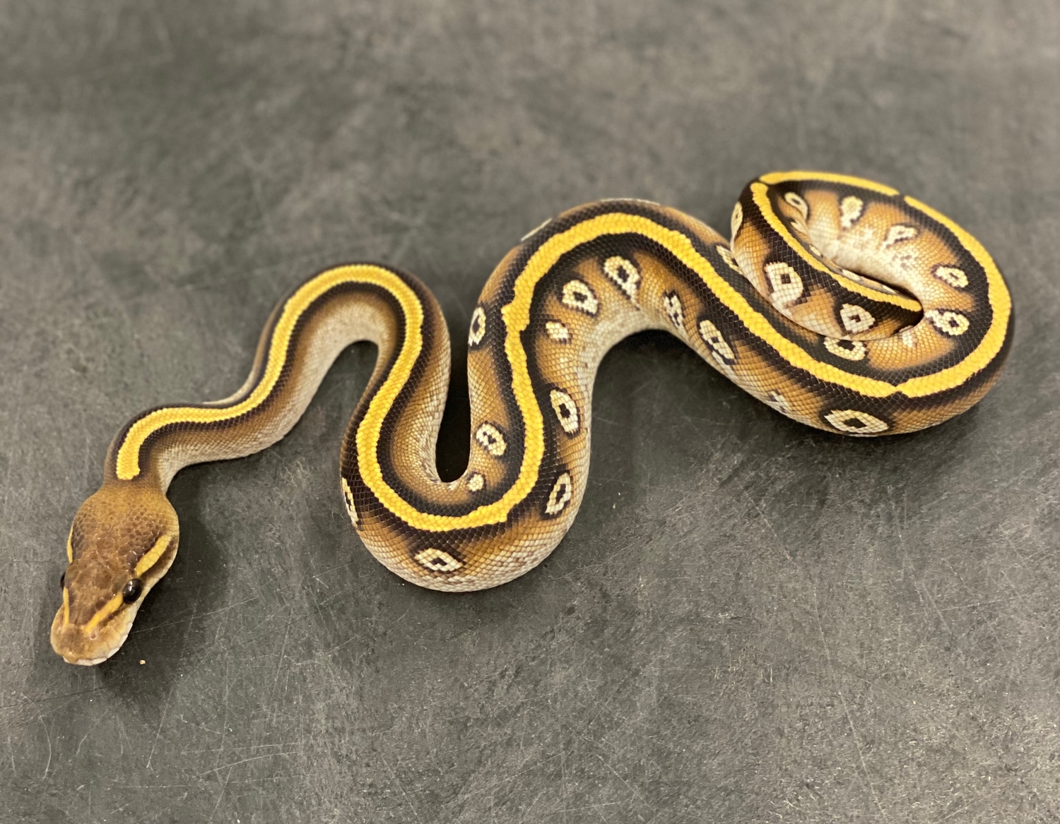 Cypress Mojave Pastel 100% Het Hypo Ball Python by Medusa's Morphs ...