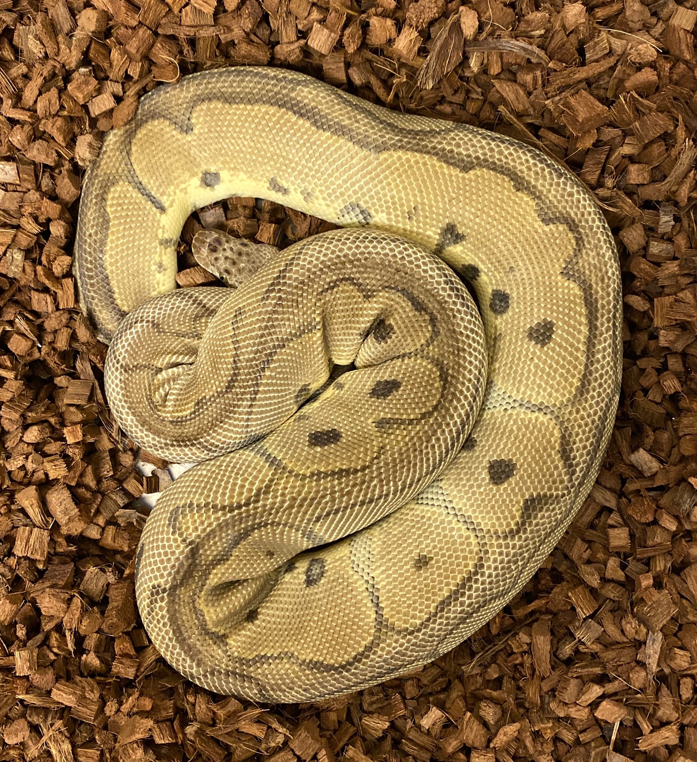 Pastel Clown Ball Python by Medusa's Morphs - MorphMarket