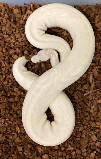 Ivory Ball Python by Medusa's Morphs