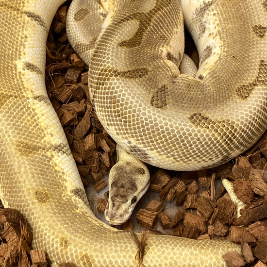 Super Enchi Lesser Bee Ball Python by Medusa's Morphs