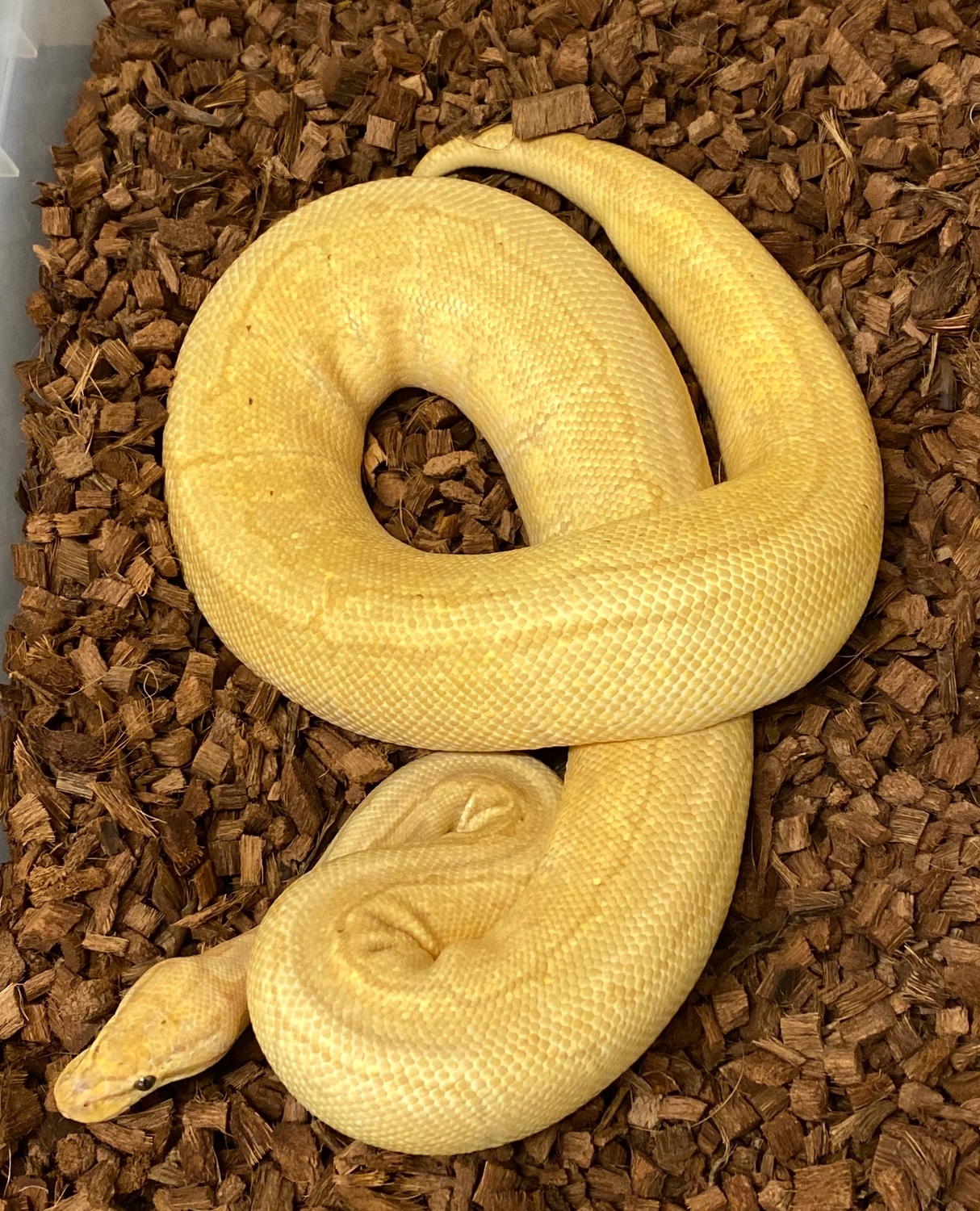 Banana Enchi Pinstripe 50% Candy Ball Python by Medusa's Morphs ...