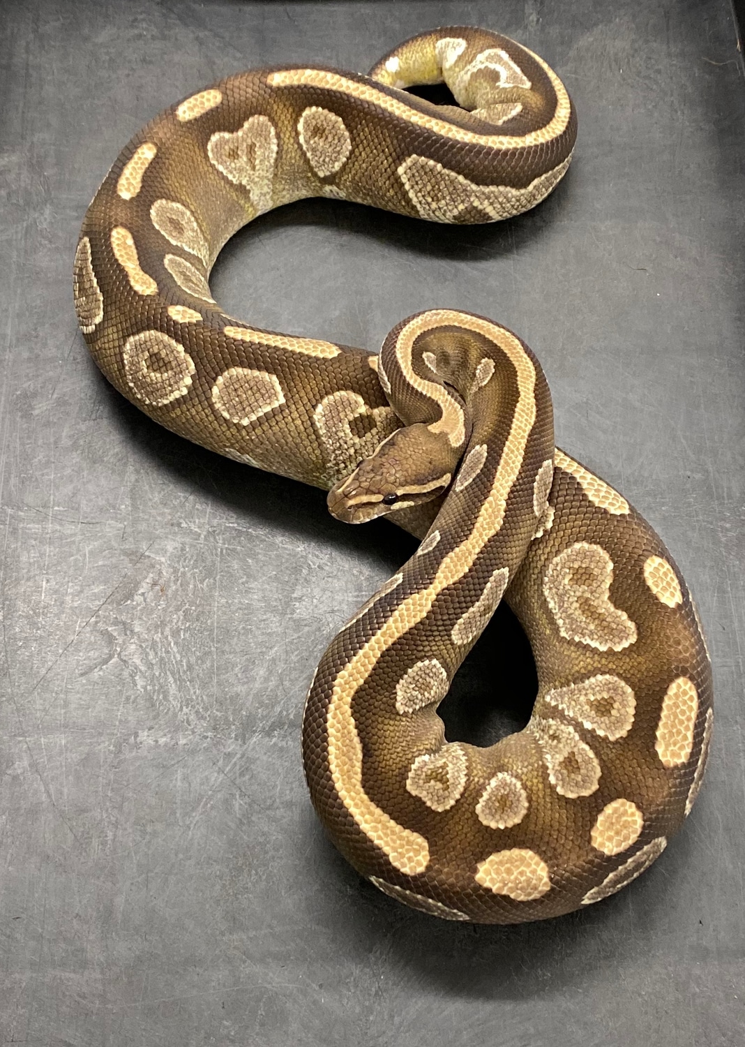 Mojave (DARK!!) Ball Python by Medusa's Morphs - MorphMarket