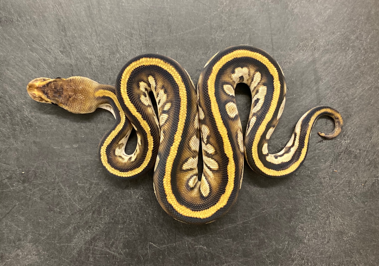 Super Cypress YellowBelly Ball Python by Medusa's Morphs - MorphMarket