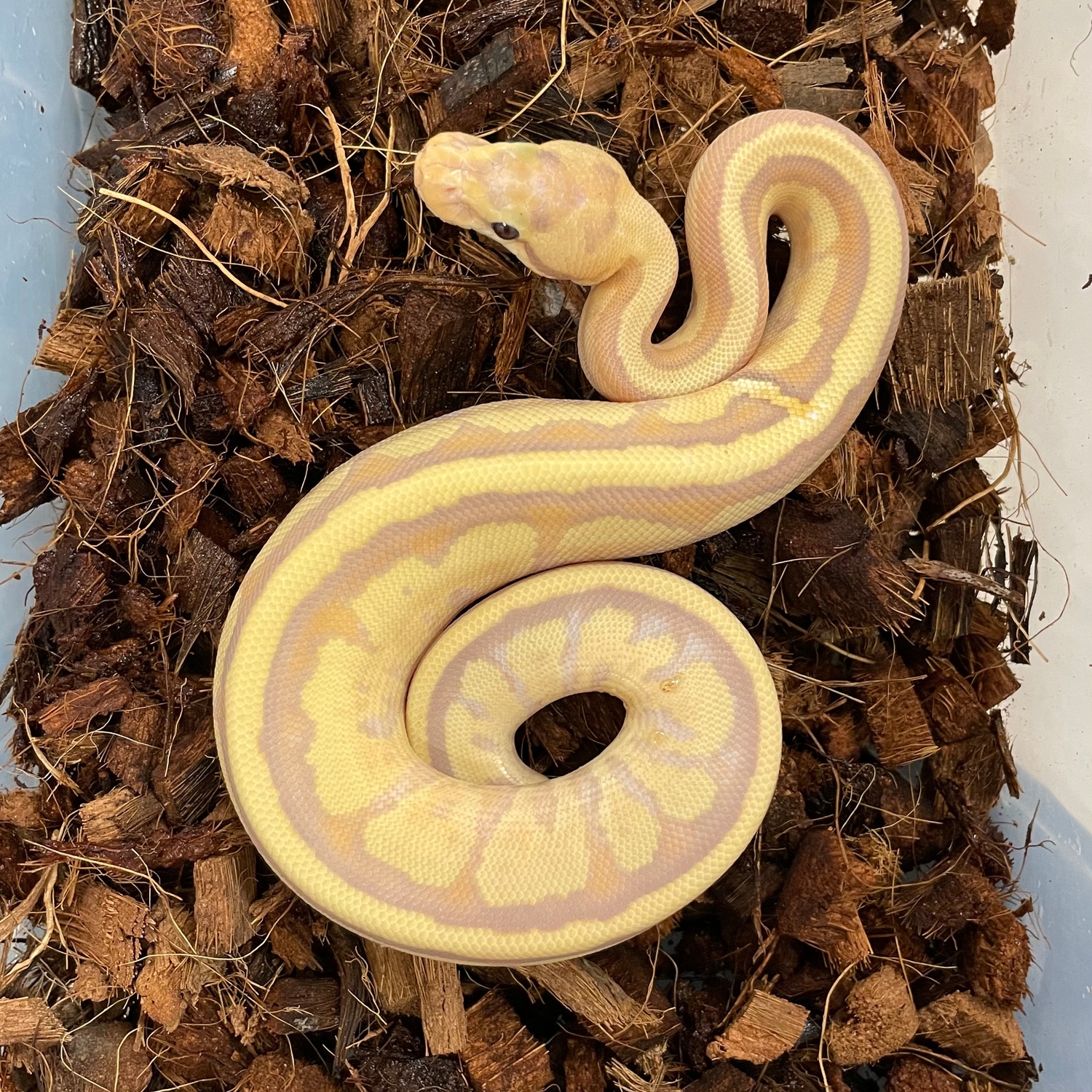 Banana Super Specter PH Hypo Ball Python by Medusa's Morphs - MorphMarket