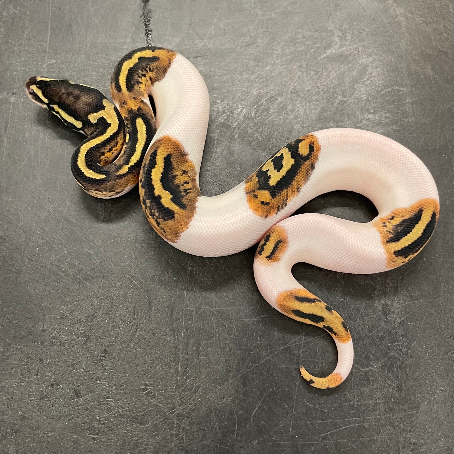 Pastel Panther Pied Ball Python by Medusa's Morphs - MorphMarket