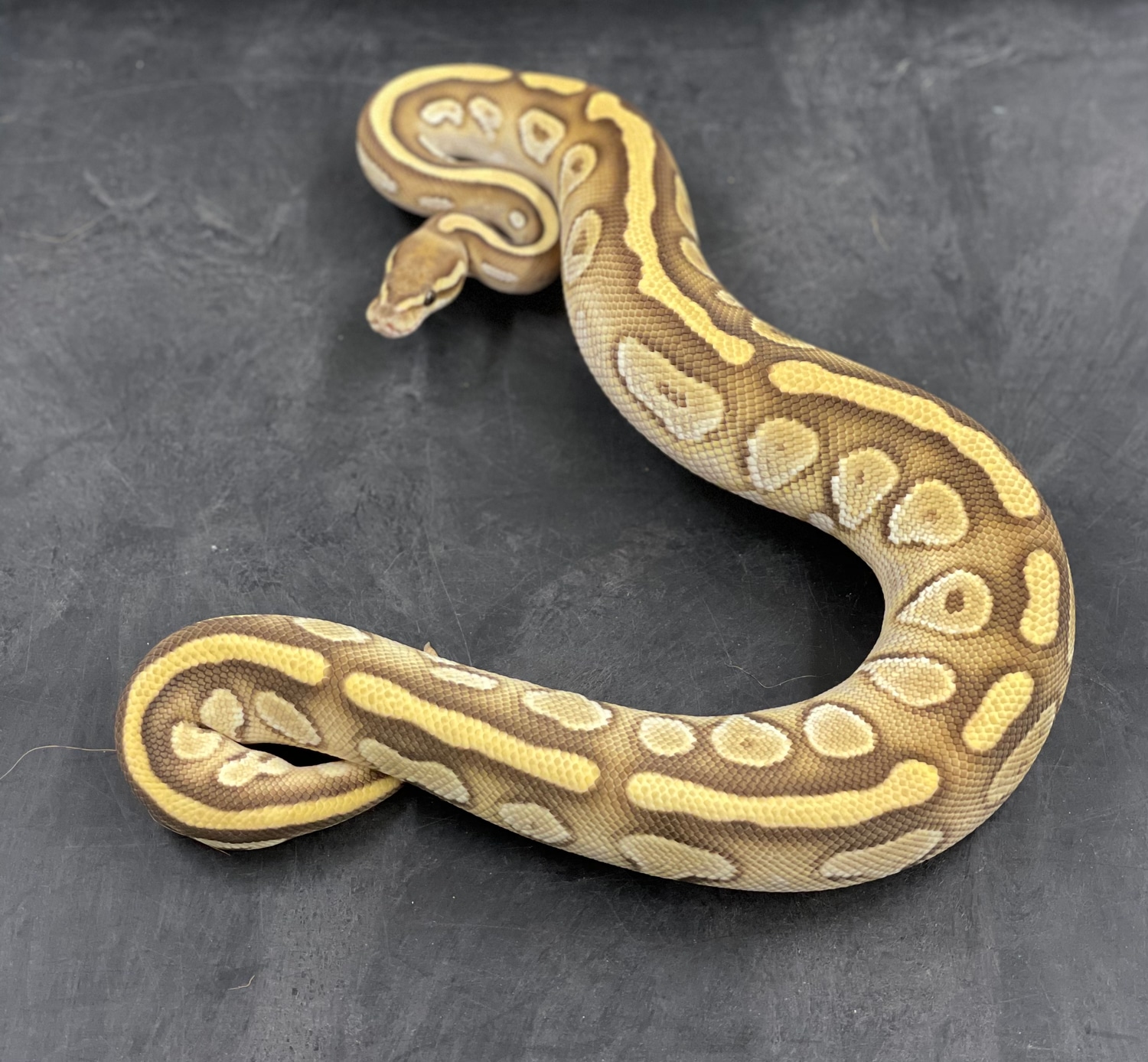 Cypress Lesser Ball Python by Medusa's Morphs - MorphMarket