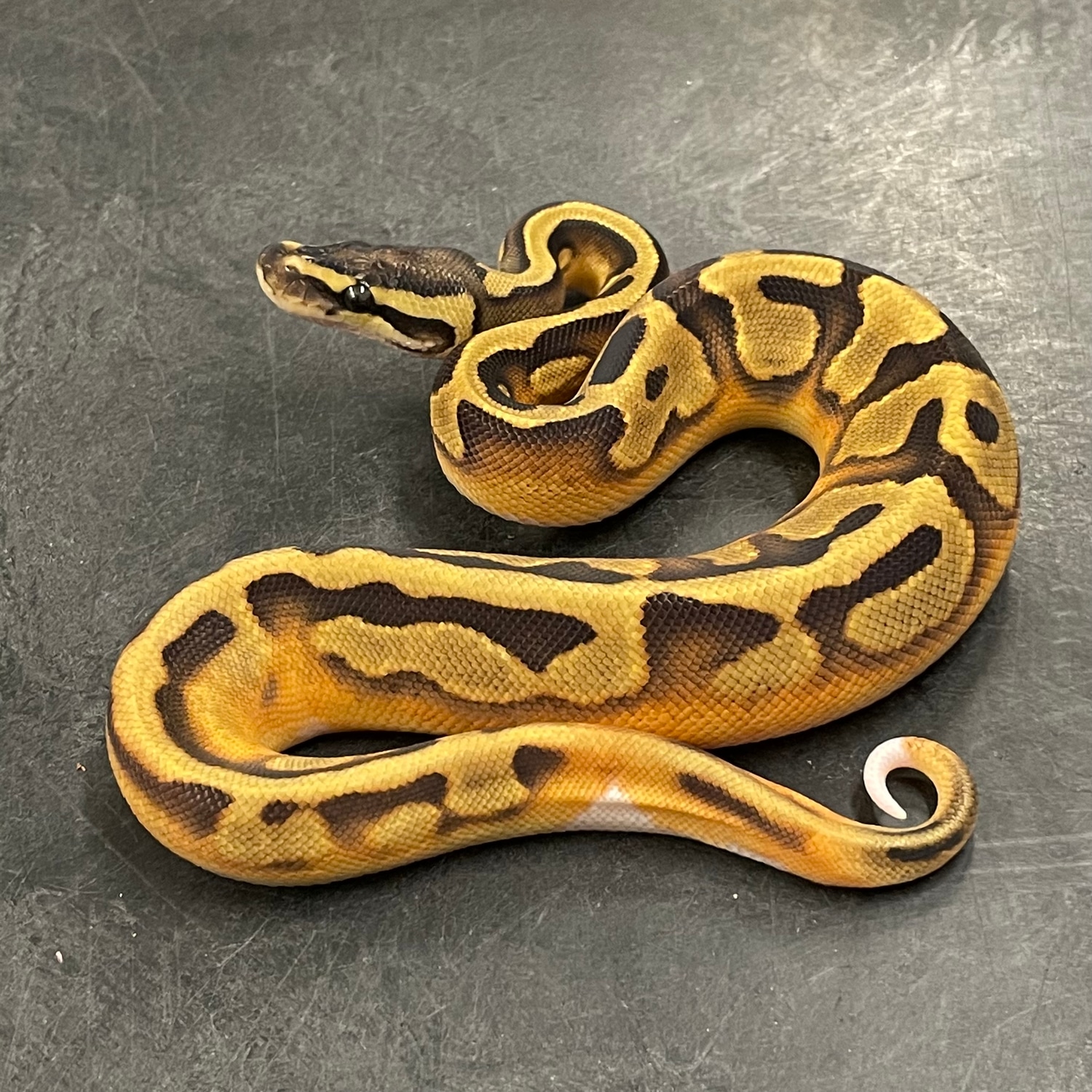 Enchi OD Pied Ball Python by Medusa's Morphs - MorphMarket