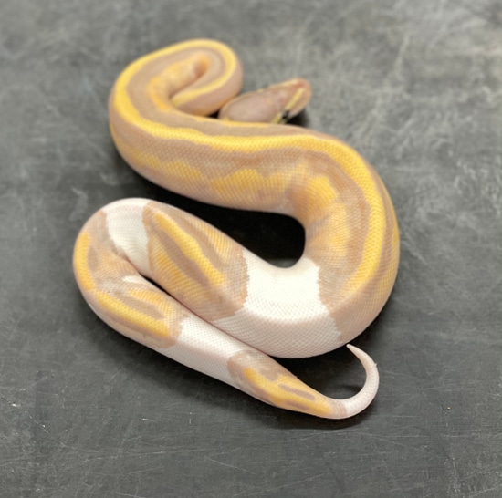 Banana Pied YellowBelly Ball Python by Medusa's Morphs