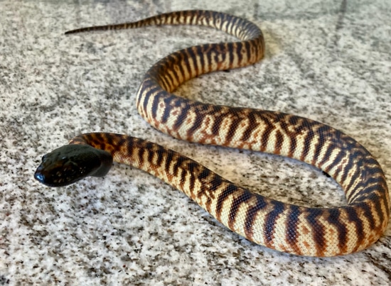 Eastern Black Headed Python Black-Headed Python by Meeker Ranch