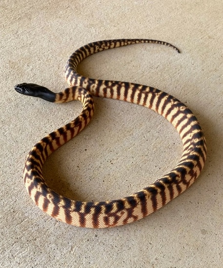2023 Black Head Female Black-Headed Python by Meeker Ranch