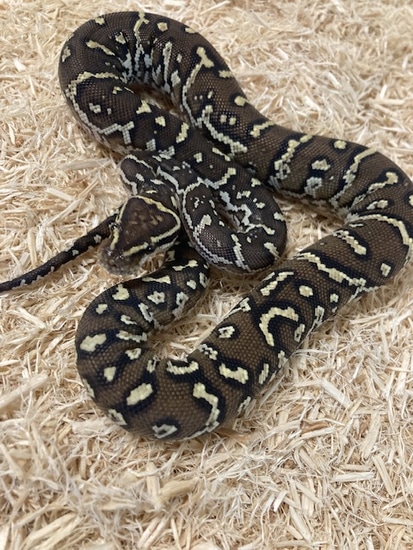 Angolan Angolan Python by Meeker Ranch