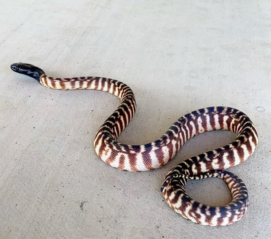 Black Headed Python Black-Headed Python by Meeker Ranch