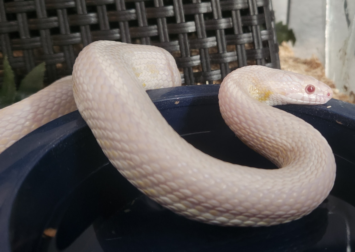Beautiful Adult Snow Tessera Corn Snake by MeerkatMorphs - MorphMarket