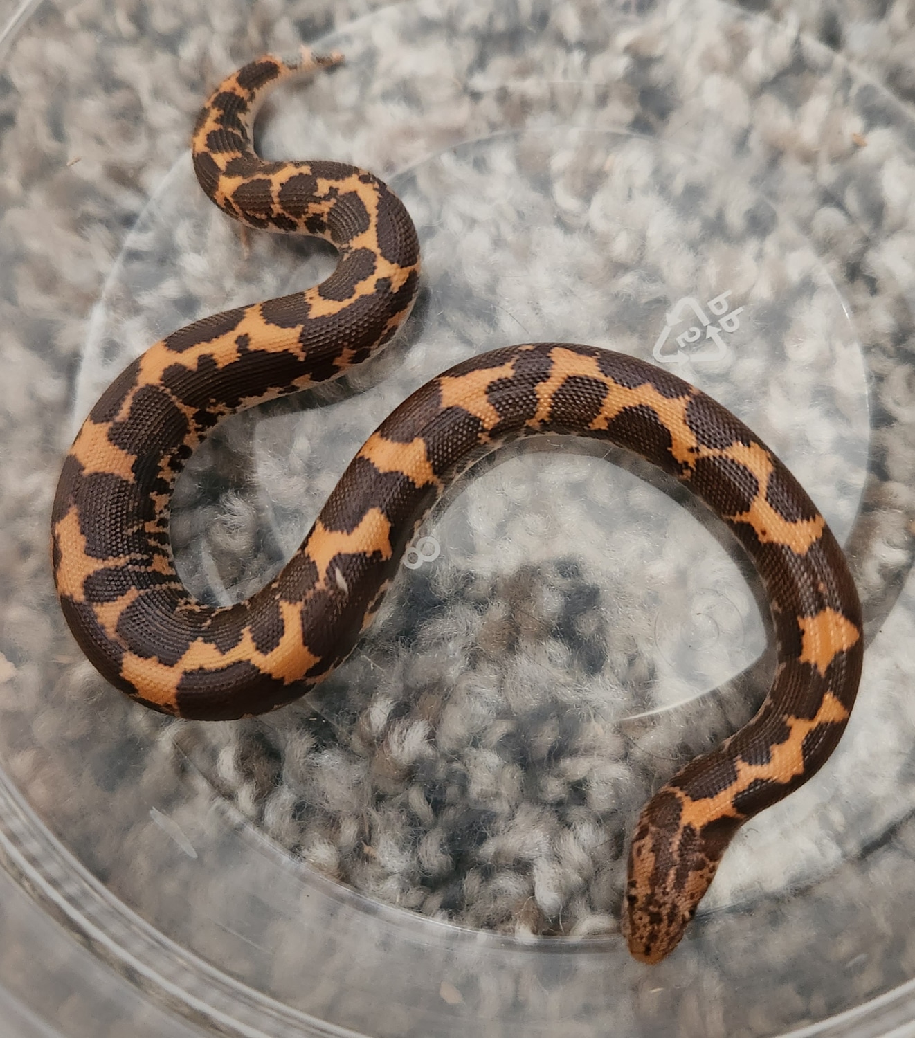 Normal Het Anery Kenyan Sand Boa by MeerkatMorphs - MorphMarket