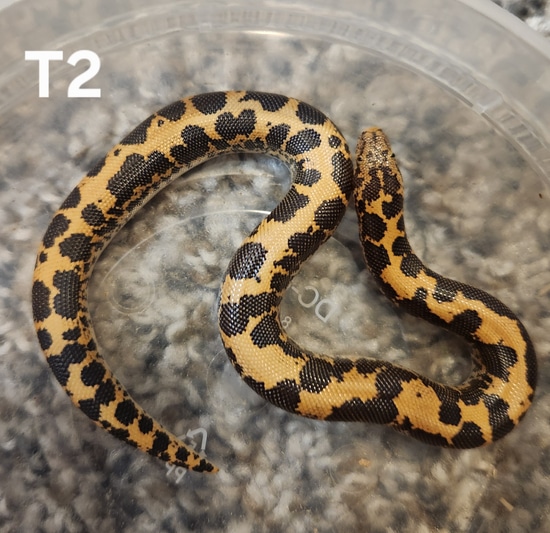 High Yellow Normal Kenyan Sand Boa by MeerkatMorphs