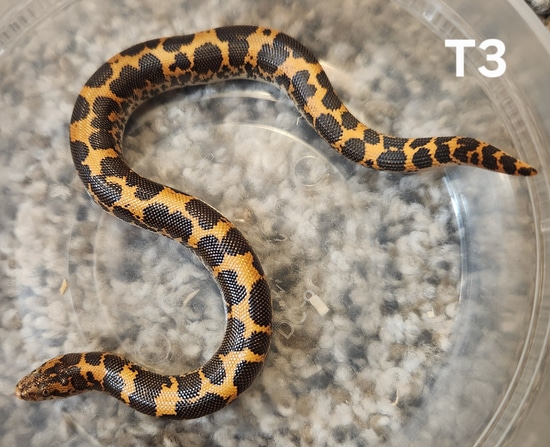 Normal Kenyan Sand Boa by MeerkatMorphs