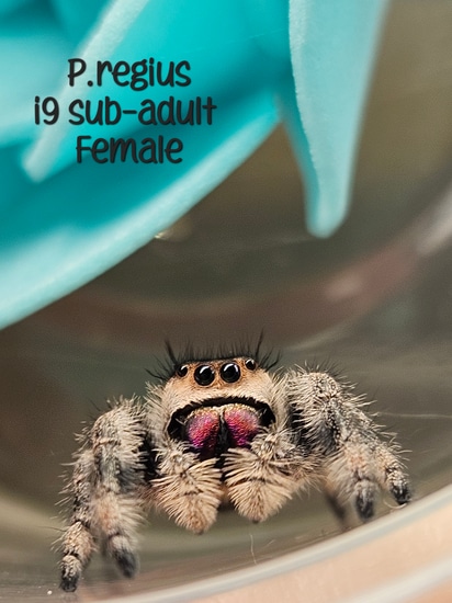 P.regius Jumping Spider by Spood Island,LLC