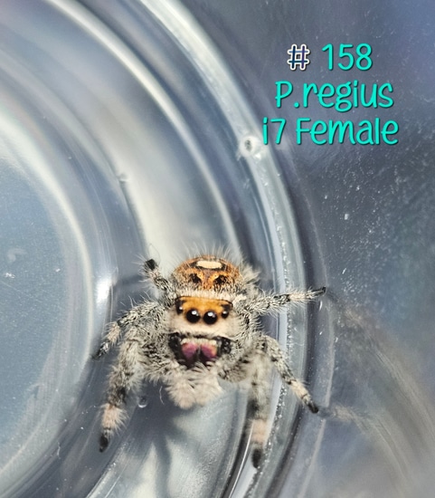 P.regius Jumping Spider by Spood Island,LLC