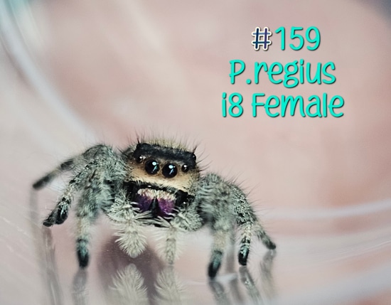 P.regius Jumping Spider by Spood Island,LLC