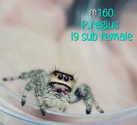 P.regius Jumping Spider by Spood Island,LLC