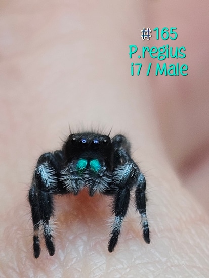 P.regius Jumping Spider by Spood Island,LLC