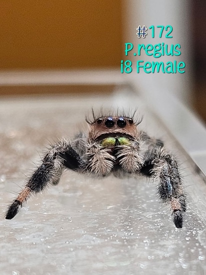 P.regius Jumping Spider by Spood Island,LLC