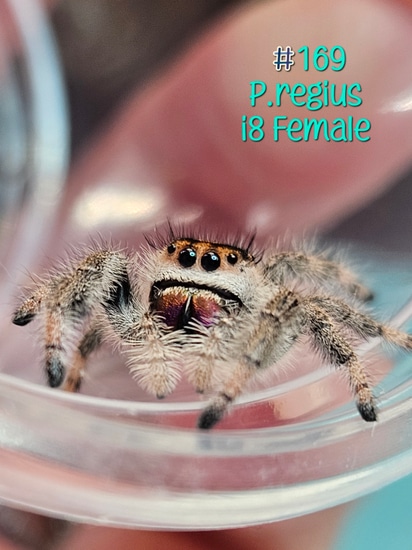 P.regius Jumping Spider by Spood Island,LLC