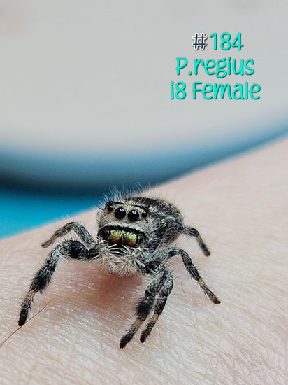 P.regius Jumping Spider by Spood Island,LLC